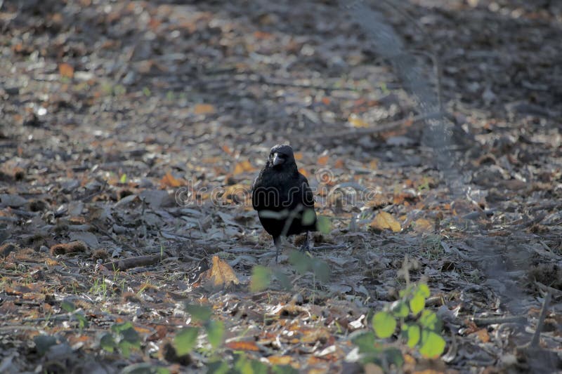 Crow walking in a forest stock photo. Image of naturephotography ...