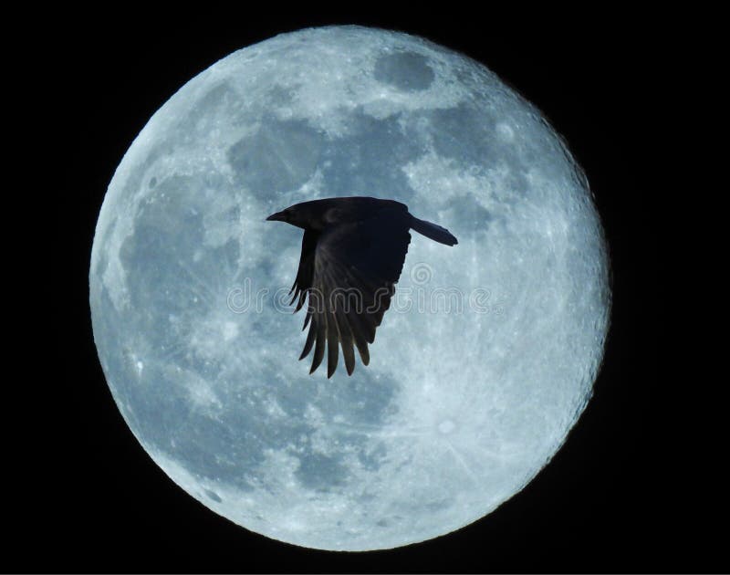 Full Moon with Crow Flypast Stock Photo - Image of space, landscape ...