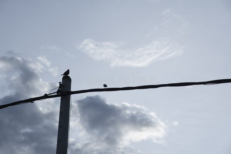 Crow Perching on the Street Electric Pole Cable. Stock Photo - Image of ...