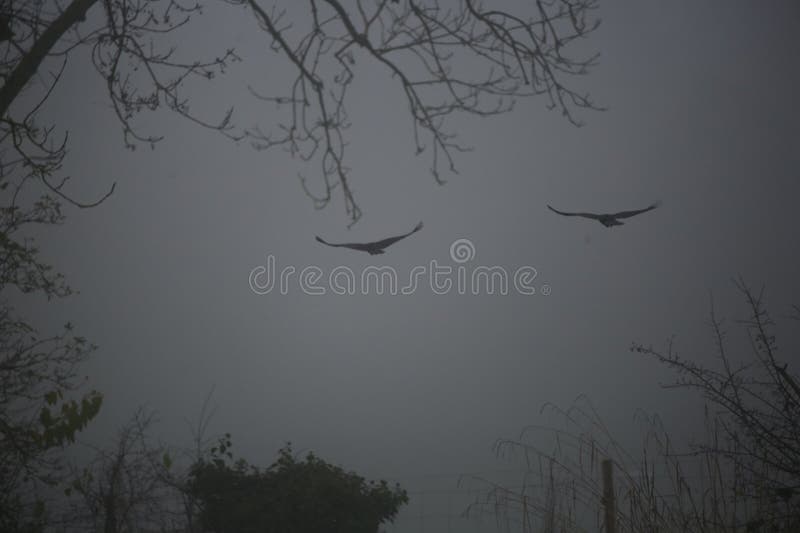 Crows in Flight through Fog Stock Photo - Image of ...