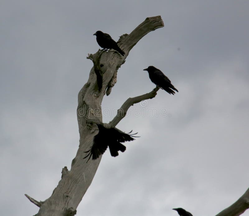Crows in a dead tree stock image. Image of bird, flight - 326402531