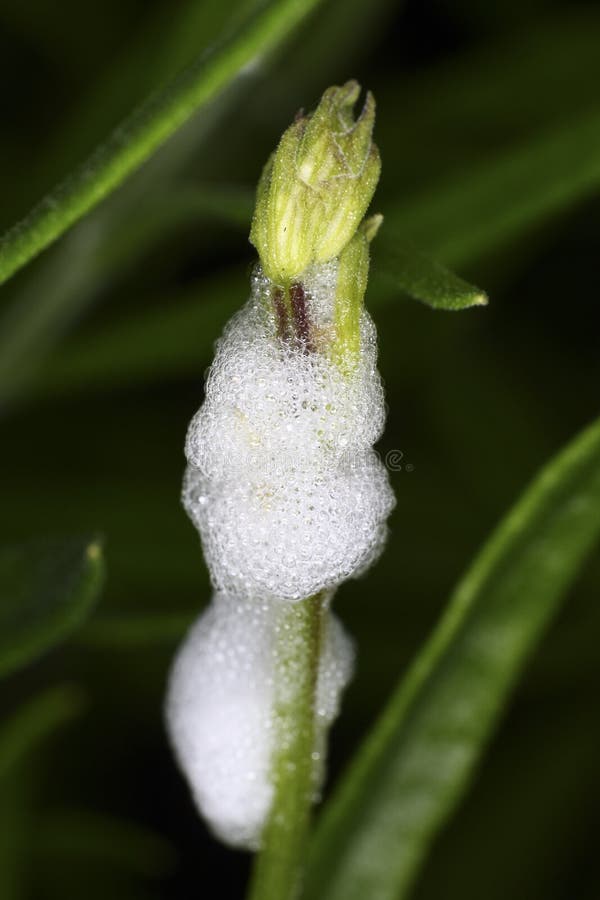 Cuckoo Spit, Foam from Plant Sap Caused by the Froghopper or Spittle ...