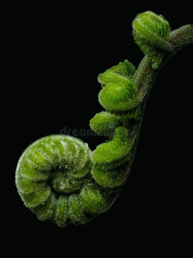 Curled Fern Stock Illustrations – 70 Curled Fern Stock Illustrations ...