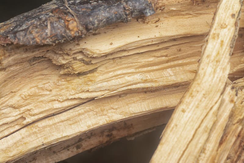 Cut or Broken Rubber Tree Wood Texture Stock Photo - Image of macro ...