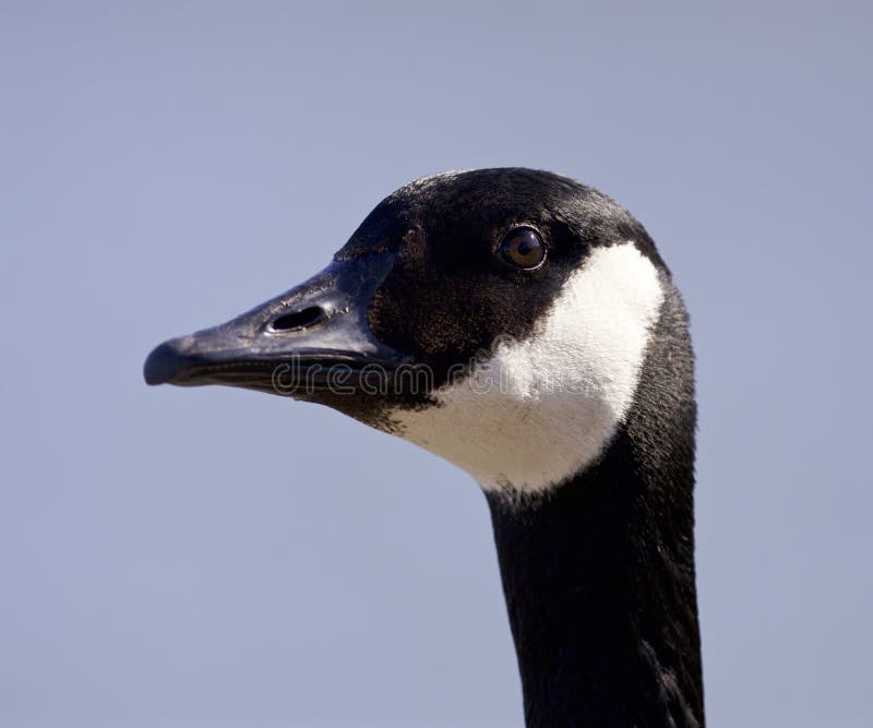 Image with a Cute Canada Goose Stock Photo - Image of funny, sight ...
