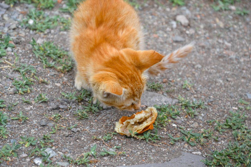 Image of a Cute Cat Eating. Stock Photo - Image of environment ...