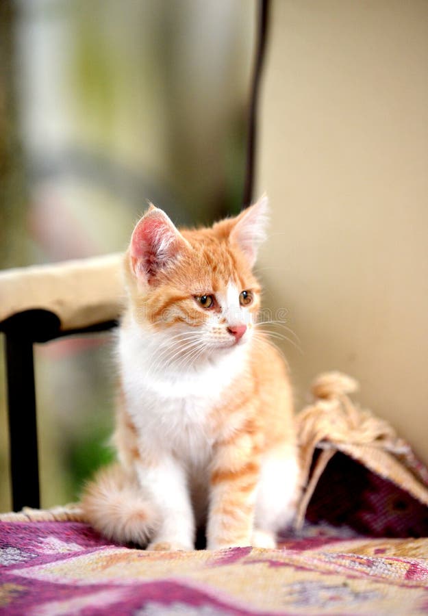 Image of Cute Cat Kitten Pictured Outdoor Stock Image - Image of ...
