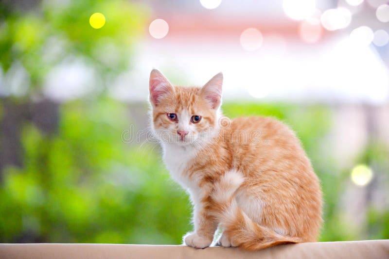 Image of Cute Cat Kitten Pictured Outdoor Stock Image - Image of cute ...