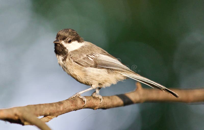 Cute Chickadee Bird stock photo. Image of beauty, season - 25951164