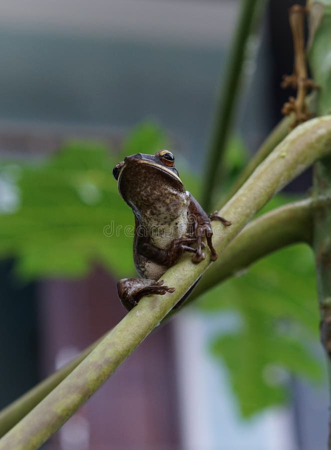 Cute Papaya Happy Cartoon Character Stock Image - Image of funny ...