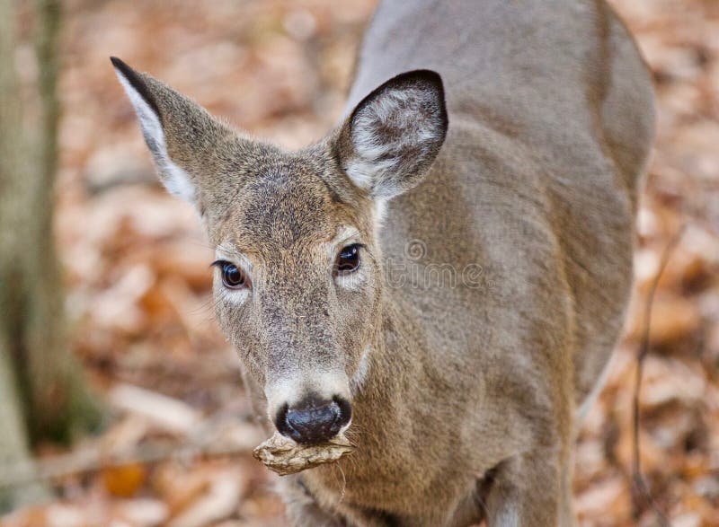 Image of a Cute Wild Deer in Forest in Autumn Stock Image - Image of ...