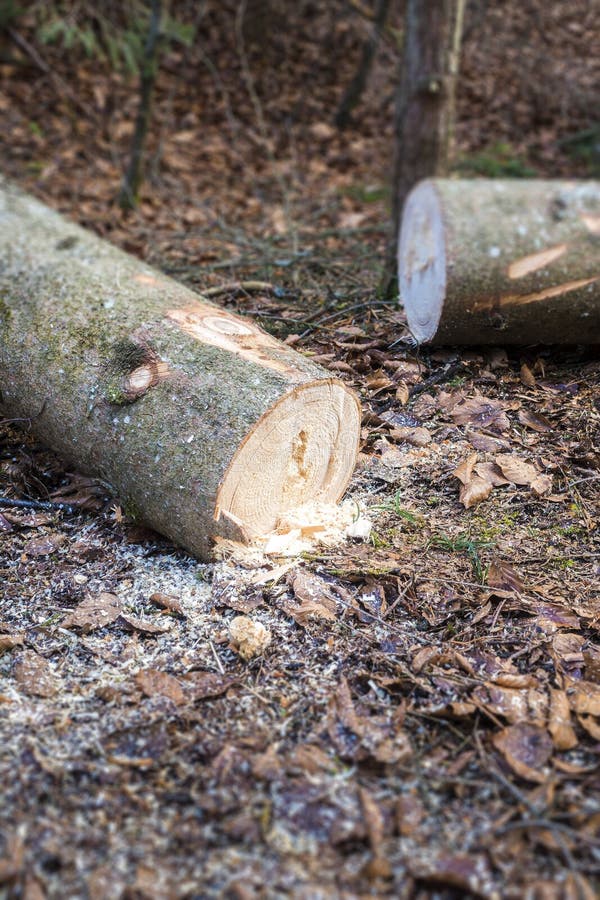 Cutted wood in the forest stock photo. Image of batch - 108895820