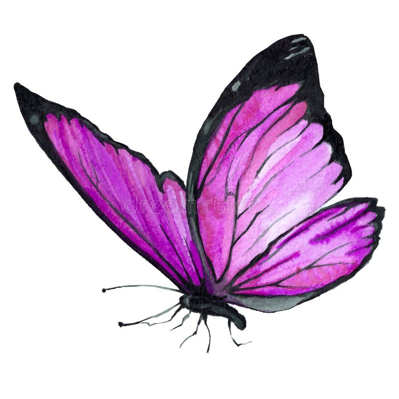 Image D'aquarelle D'un Papillon Sur Un Fond Blanc Illustration Stock ...