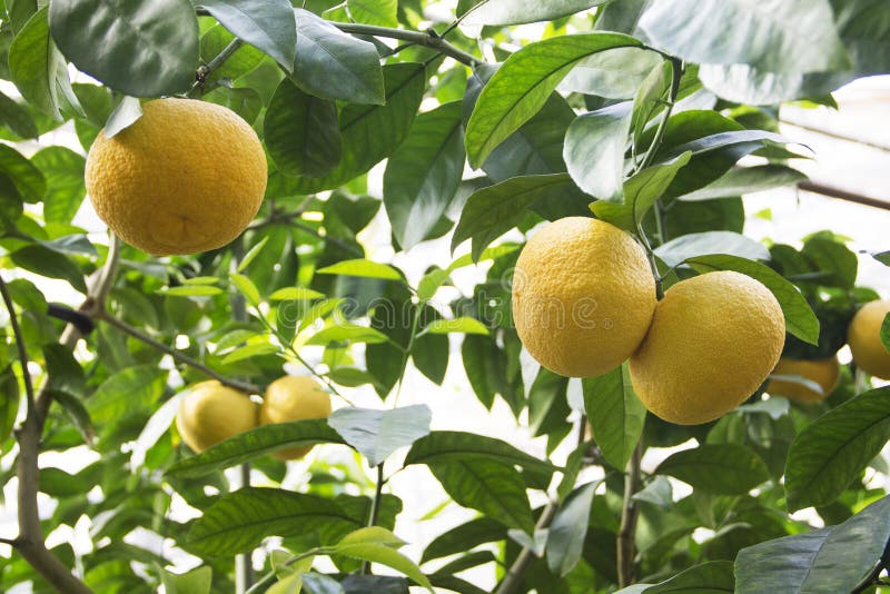 Arbre De Pamplemousse Dans Un Jardin Image stock - Image du ...
