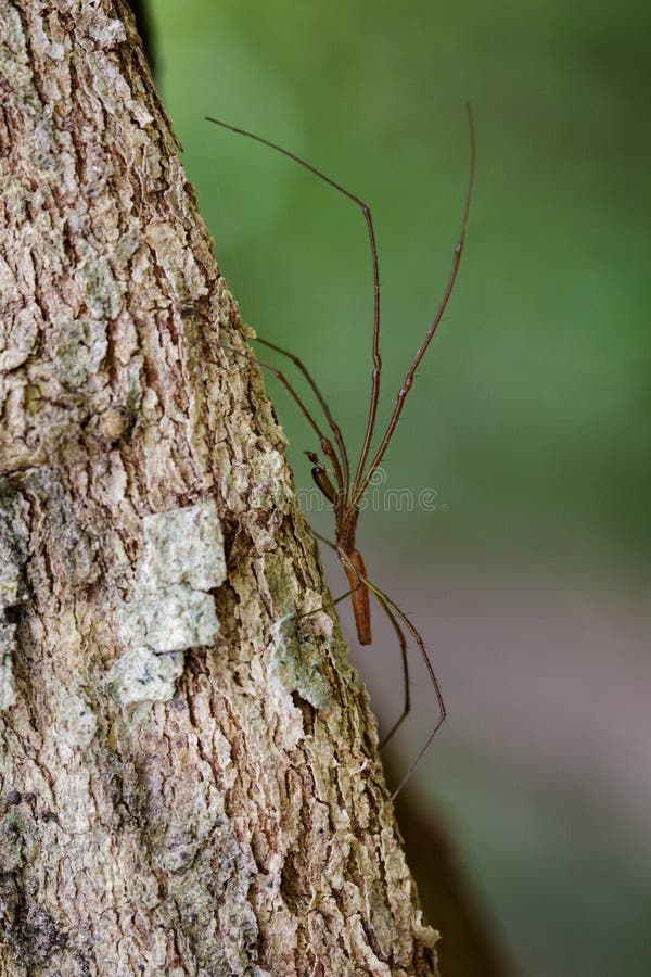 Image of Daddy Long Legged Spiders& X28;Pholcidae& X29; Stock Photo ...