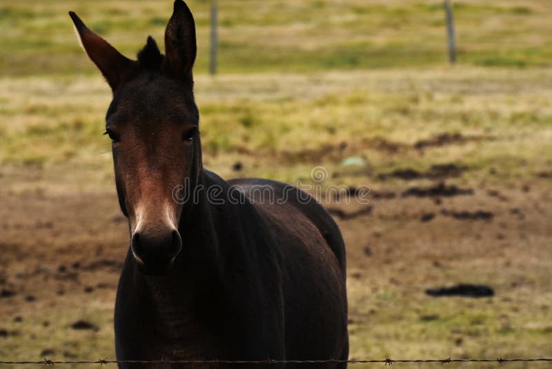 Dark Brown Mule with Large Ears Stock Photo - Image of gray, brown ...