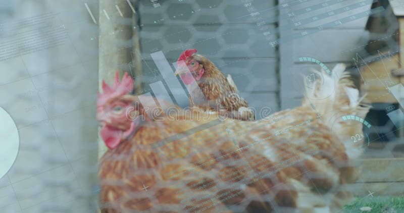Image of Data Processing Over Chickens on Grass Stock Image - Image of chicken, business: 319639205