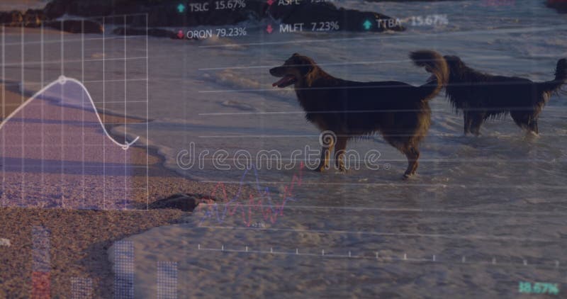 Image of Data Processing Over Dogs at Beach Stock Image - Image of ...