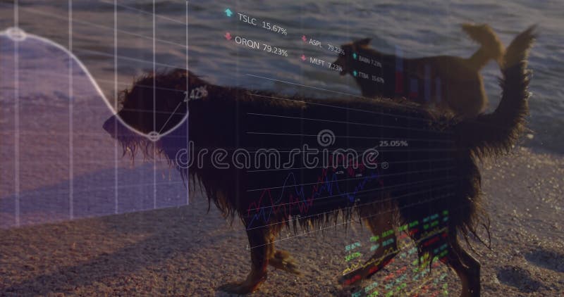Image of Data Processing Over Dogs at Beach Stock Photo - Image of ...
