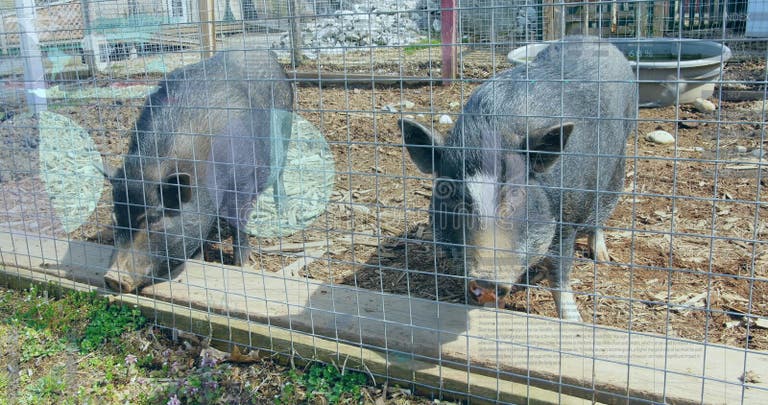 Image of Data Processing Over Pigs Behind Fence Stock Image - Image of ...