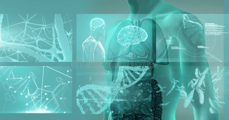 Image of Data Processing on Screens Over Human Body Model Stock Image ...