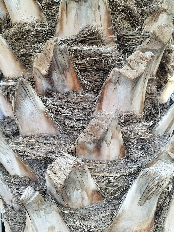 Image of Date Tree with Unique Bark Stock Photo - Image of tree, wood ...