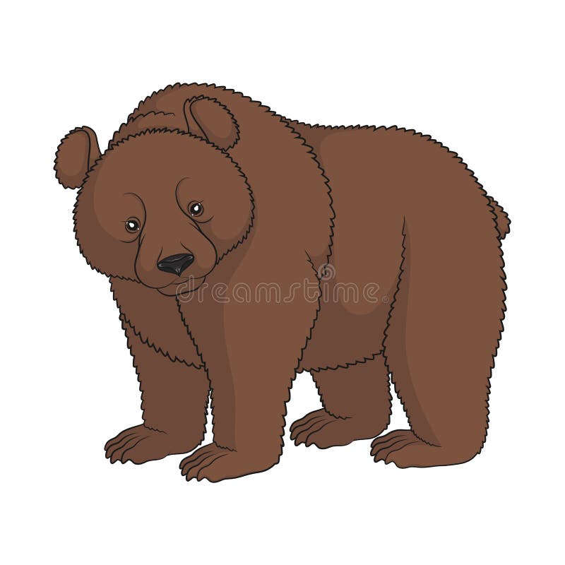 Image De Couleur D'un Ours Brun Objet D'isolement Illustration de ...