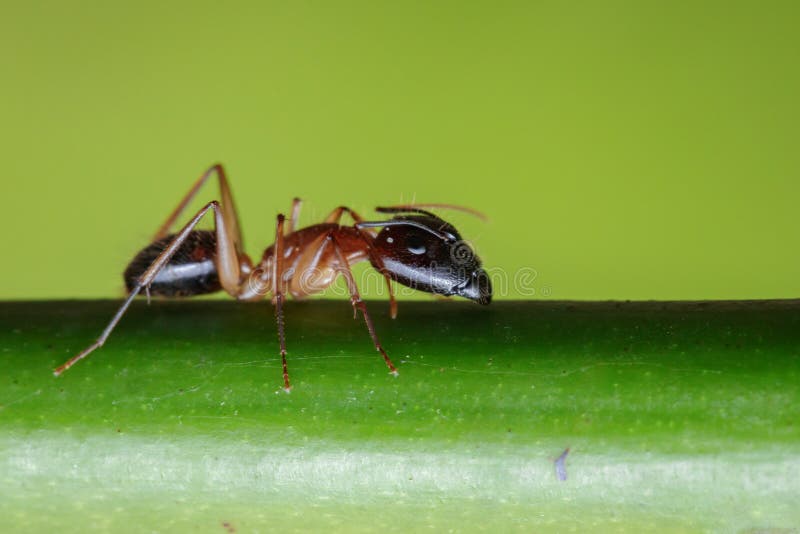 L'image Des Fourmis Rouges Mangent Des Vers Sur L'arbre Insecte Animal ...
