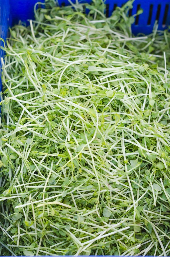 Image De La Pousse Traditionnelle De Soja Image stock - Image du ...