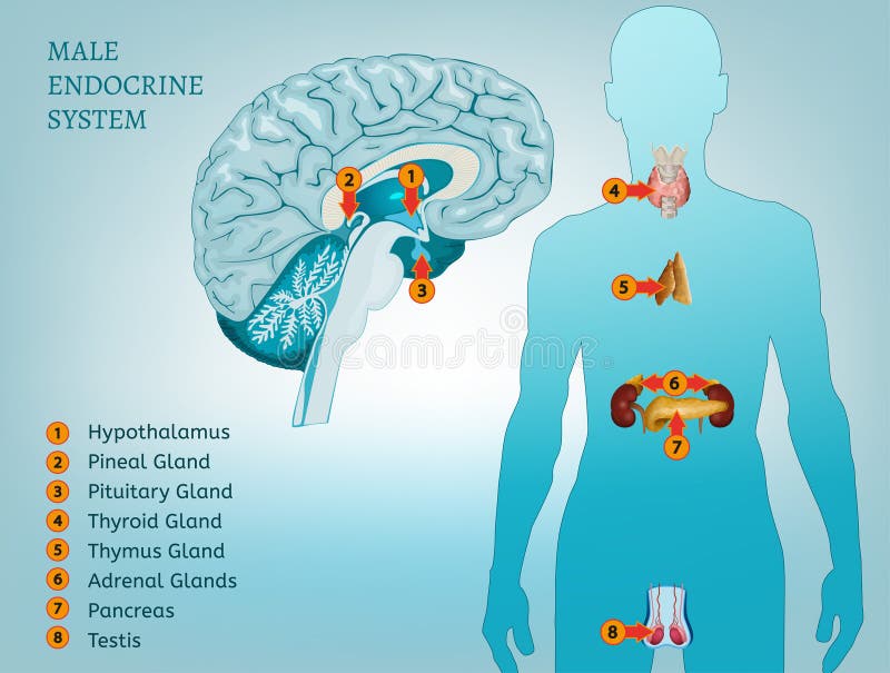 Image De Système Endocrinien Illustration de Vecteur - Illustration du ...