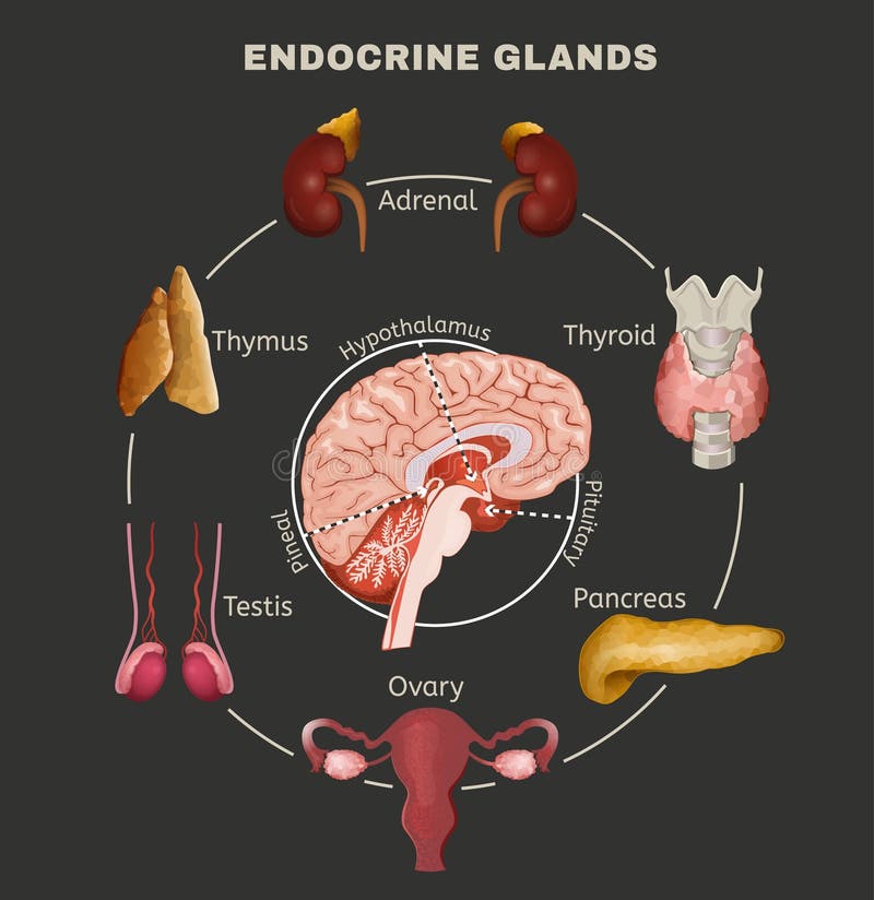 Image De Système Endocrinien Illustration de Vecteur - Illustration du ...