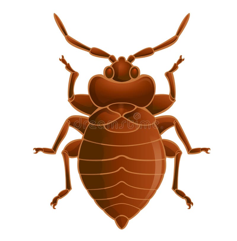 Punaise illustration stock. Illustration du caractère - 11288050