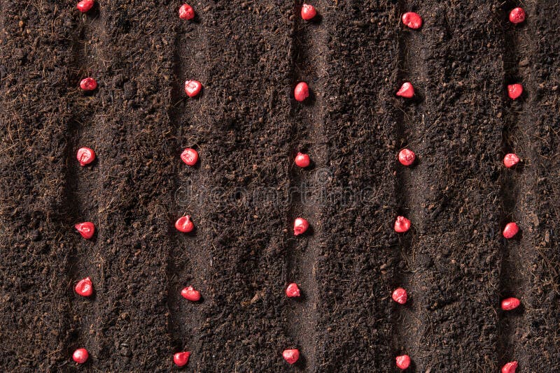 Image De Vue Supérieure De Planter Des Graines Dans Le Sol Photo stock ...