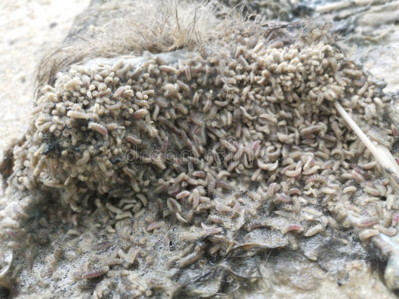 Dead Animal Carcass Crawling with White Maggots. Stock Photo - Image of ...