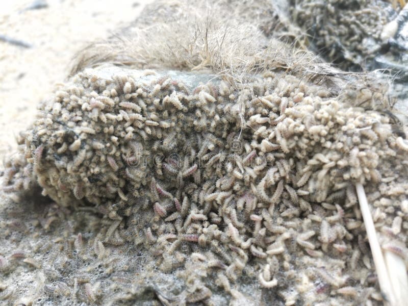 Dead Animal Carcass Crawling with White Maggots. Stock Image - Image of ...