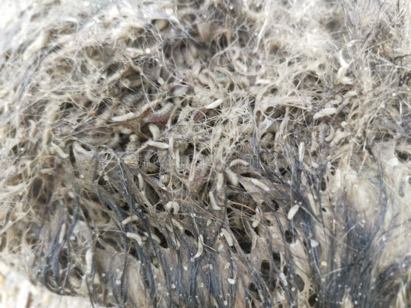 Dead Animal Carcass Crawling with White Maggots. Stock Photo - Image of ...
