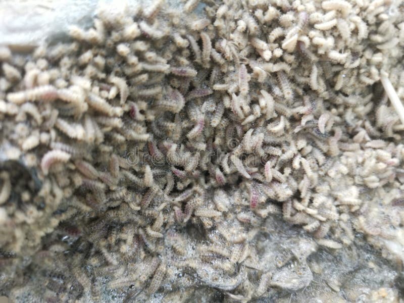 Dead Animal Carcass Crawling with White Maggots. Stock Photo - Image of ...