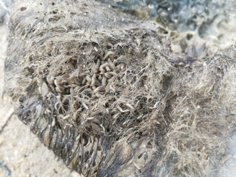 Dead Animal Carcass Crawling with White Maggots. Stock Photo - Image of ...