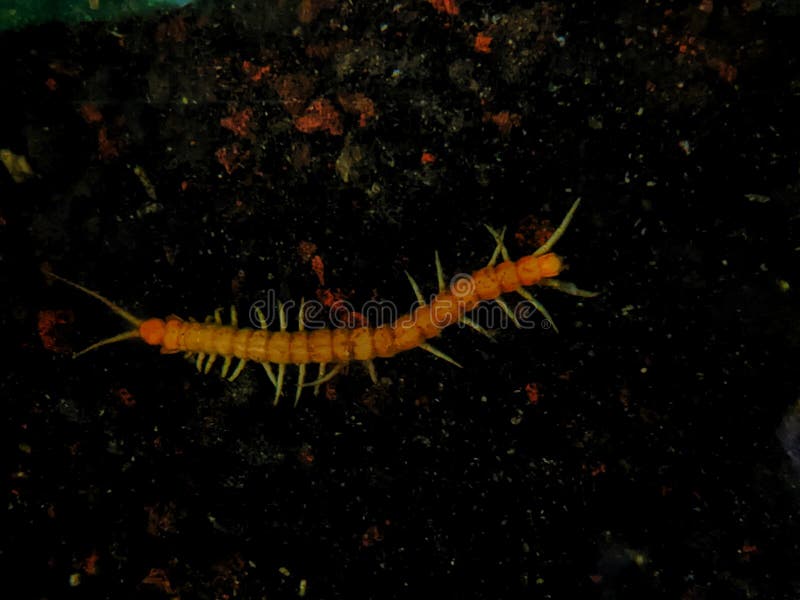 Image of a dead centipede stock image. Image of centipede - 327301593