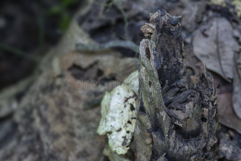 Image of Dead or Decay Tree Trunk and Branch. Stock Image - Image of ...