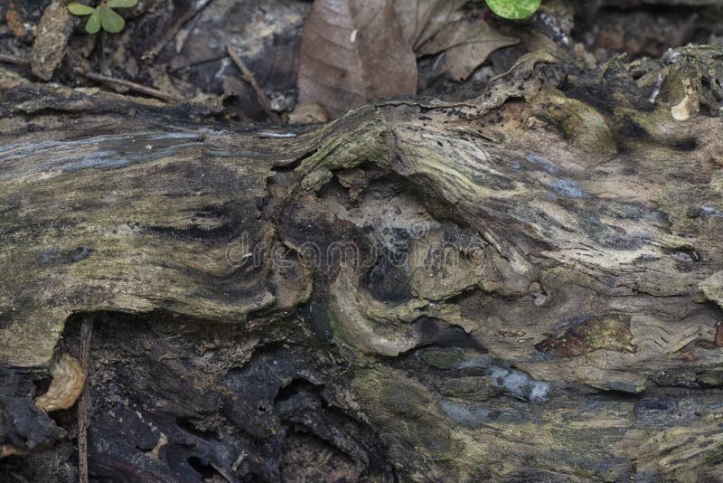 The decay of the tree stock photo. Image of nature, shot - 95730336