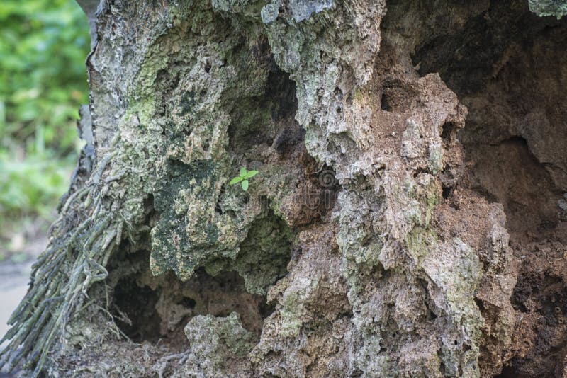The decay of the tree stock photo. Image of nature, shot - 95730336