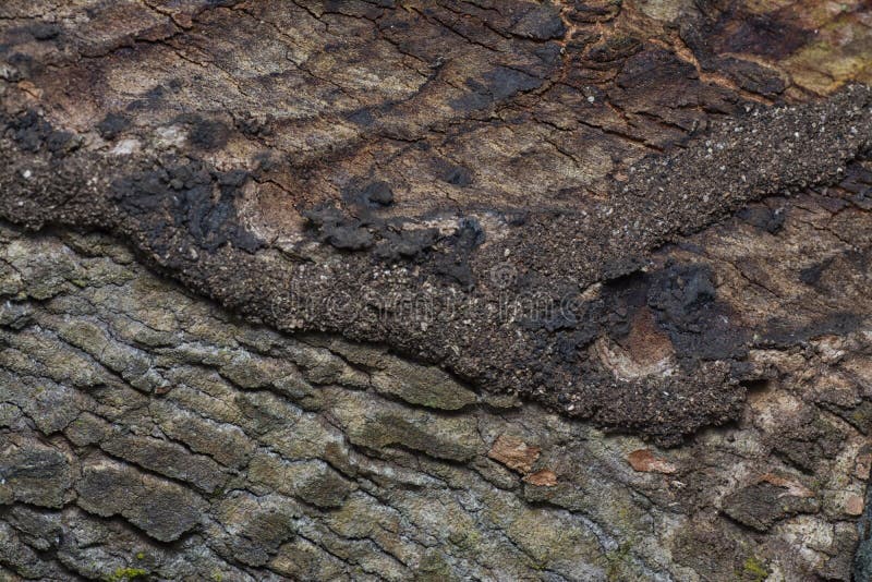 Image of Dead or Decay Tree Trunk and Branch. Stock Image - Image of ...