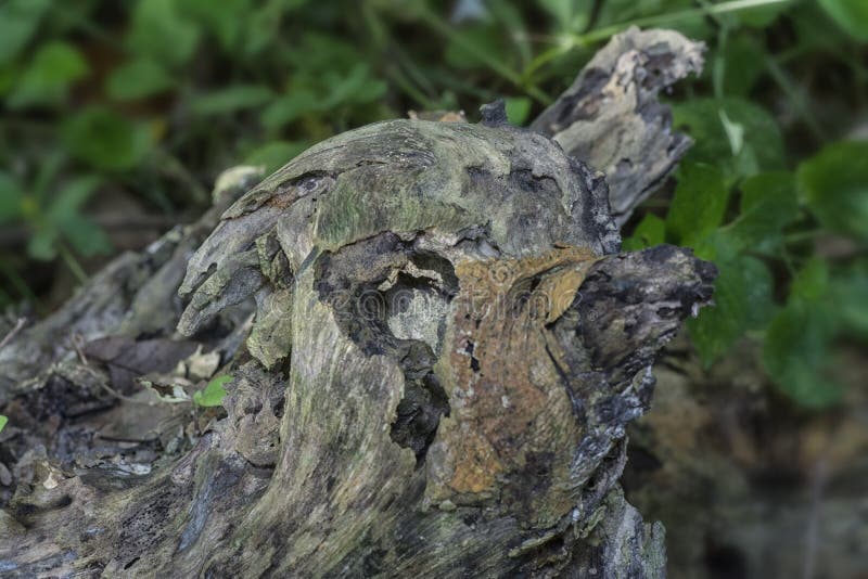 Image of Dead or Decay Tree Trunk and Branch. Stock Photo - Image of ...