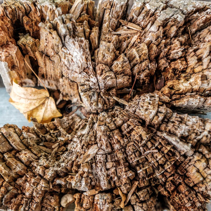 Image of a Dead Decaying Tree Stump with Patterns and Texture Stock ...