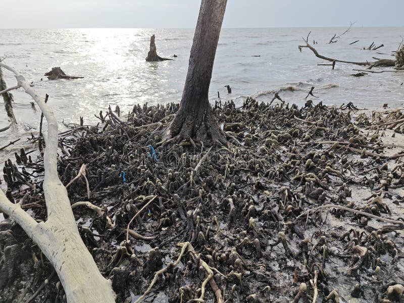 Dead Mangrove Tree with Sprouting Roots by the Beach Stock Photo ...