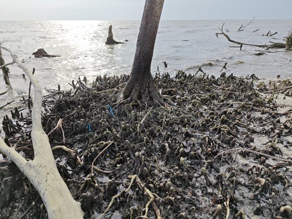 Dead Mangrove Tree with Sprouting Roots by the Beach Stock Photo ...