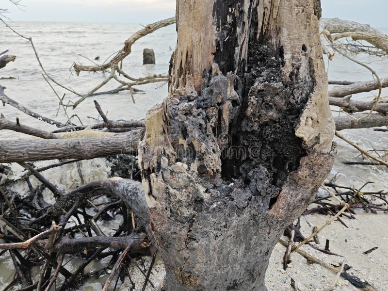 Dead Mangrove Tree with Sprouting Roots by the Beach Stock Photo ...