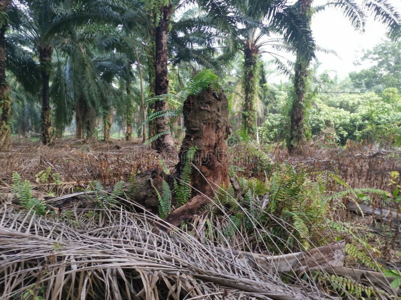 Dead Oil Palm Tree Trunk Still Stood In The Middle Of The Plantation Stock Image Image Of