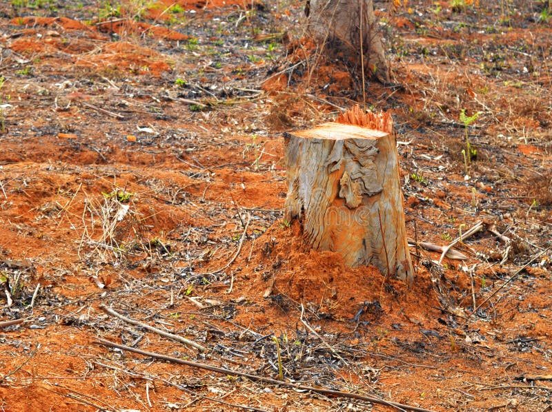 131 Human Encroachment Stock Photos - Free & Royalty-Free Stock Photos ...